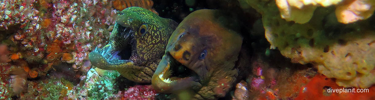 The Eel: part of Australia's biodiverse marine life