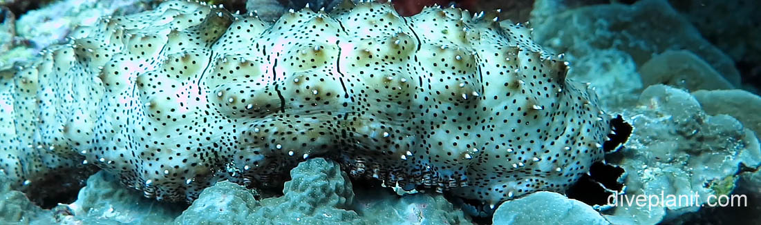 Sea Cucumber: part of Australia's biodiverse marine life
