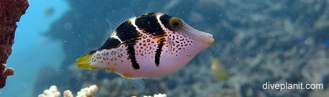 Mimic Filefish: part of Australia's biodiverse marine life