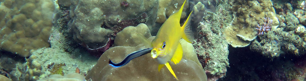 Cleaner Fish: part of Australia's biodiverse marine life