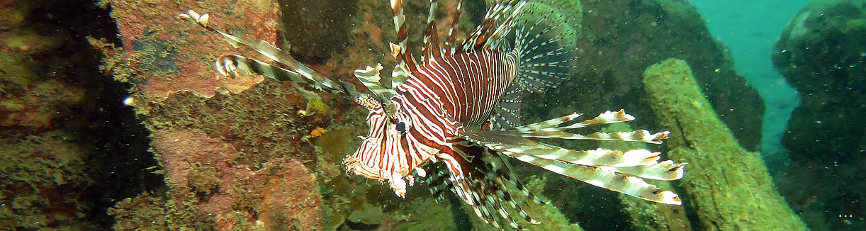 Lionfish: part of Australia's biodiverse marine life
