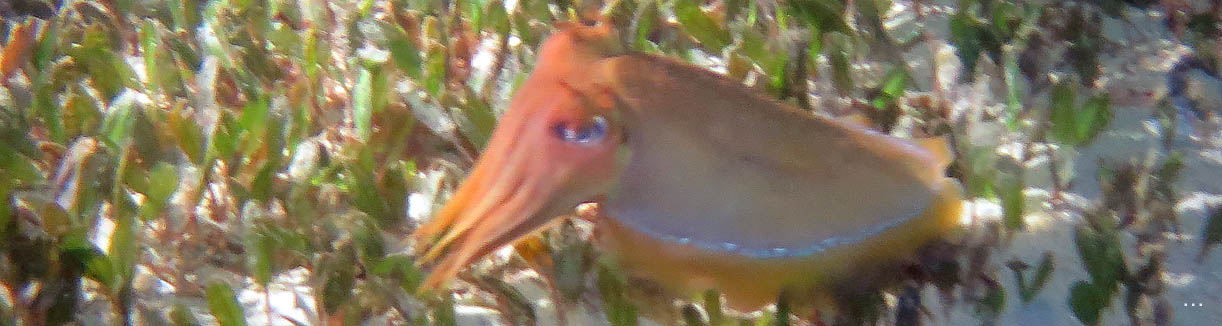 Celebrating the Biodiversity of Australia's marine life