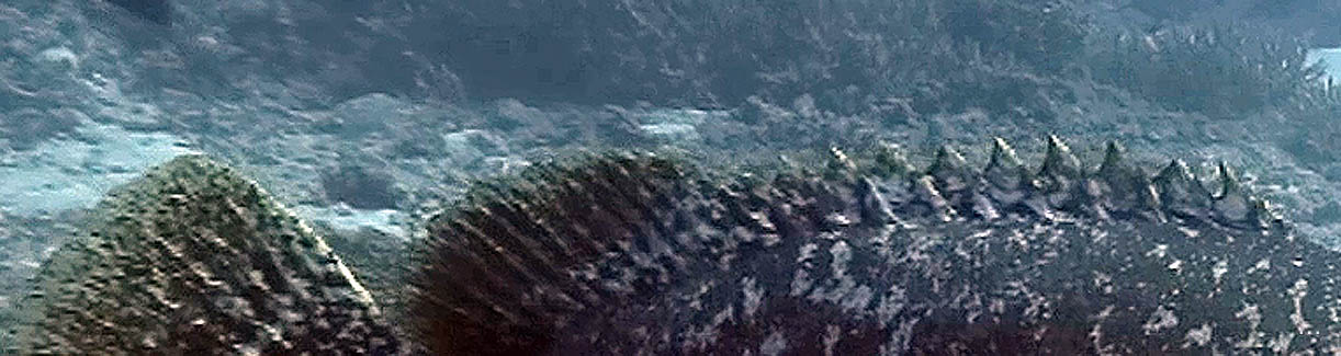 Queensland Groper: part of Australia's biodiverse marine life