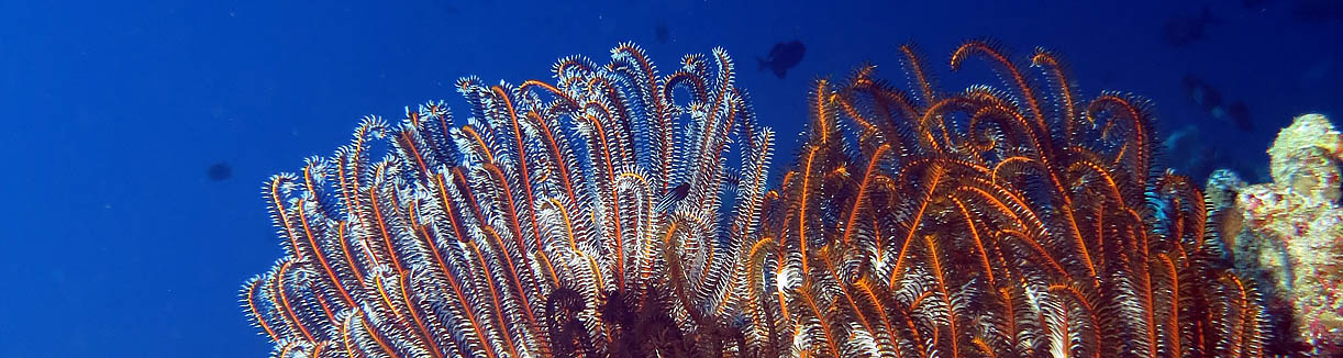 Feather Stars: part of Australia's biodiverse marine life