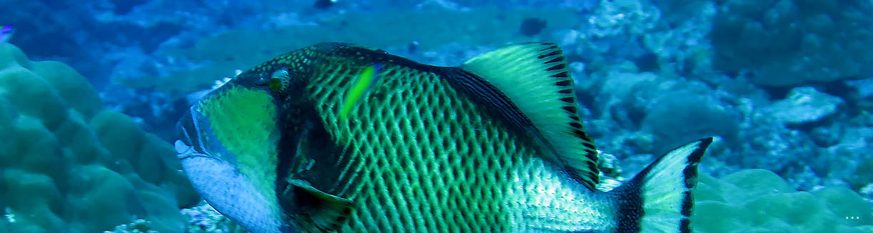 Titan Triggerfish part of Australia's biodiverse marine life