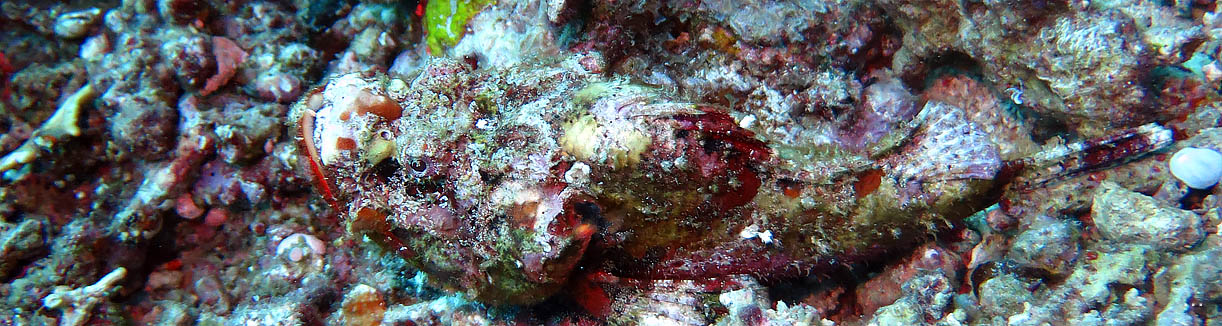 Scorpionfish: part of Australia's biodiverse marine life