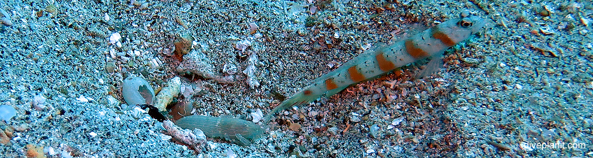 Shrimp Goby: part of Australia's biodiverse marine life