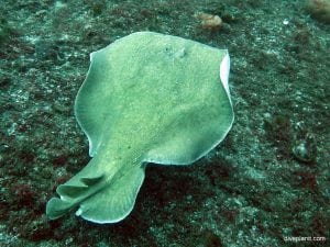Numb Ray: part of Australia's biodiverse marine life