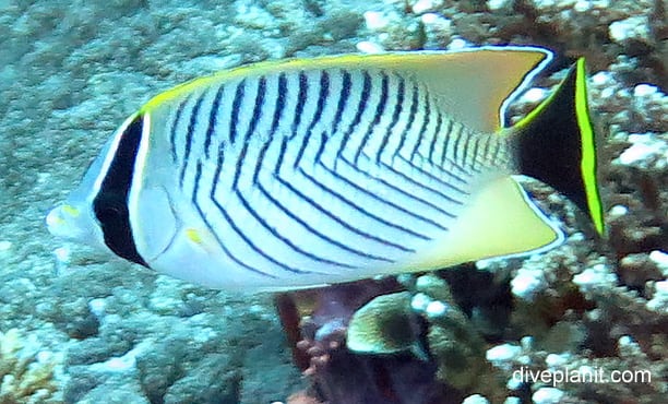 Chevroned Butterflyfish (Chaetodon trifascialis) BAL