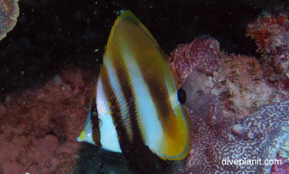 Highfin Coralfish (Coradion altivelis) HER