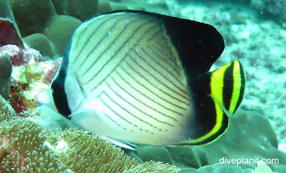 Indian Vagabond Butterflyfish (Chaetodon decussatus) BAL