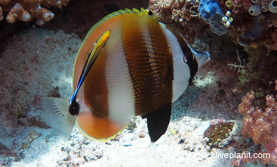 Orange-Banded Coralfish (Coradion Chrysozonus) THL