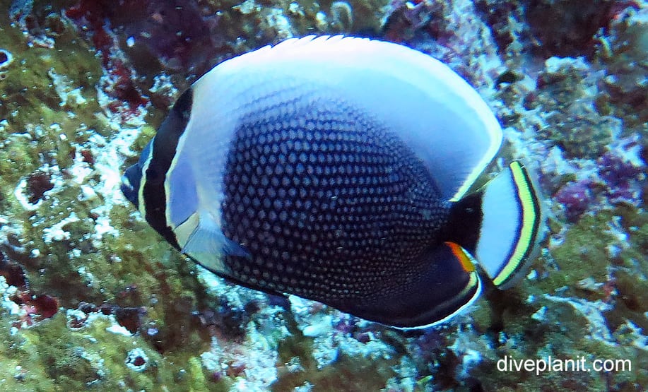 Reticulated Butterflyfish (Chaetodon reticulatus) THL