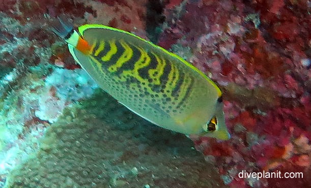 Spot-banded Butterflyfish (Chaetodon punctatofasciatus) GBR