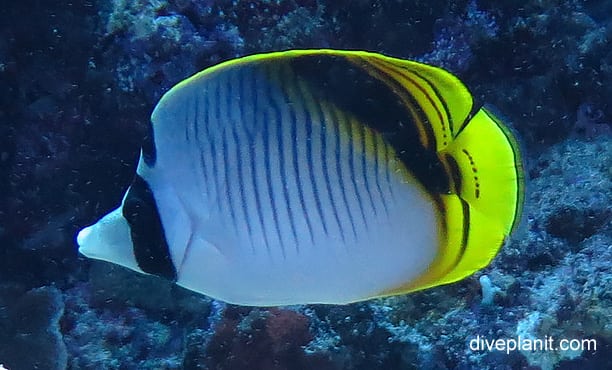 Spot-nape Butterflyfish (Chaetodon oxycephalus) THL