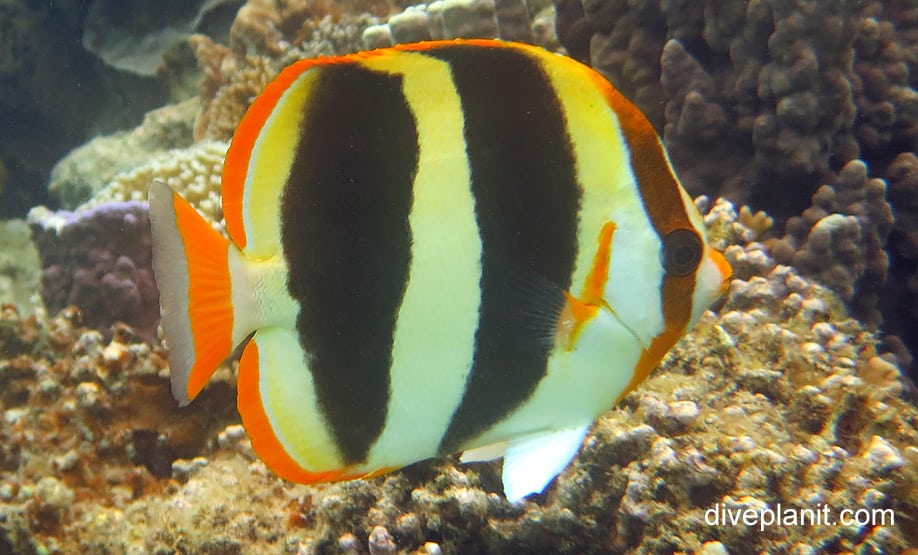 Three Banded Butterflyfish (Chaetodon tricinctus) LHI
