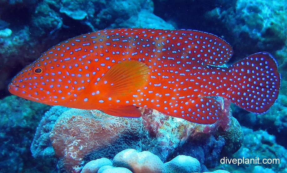 Coral Rockcod (Cephalopholis miniata) CI