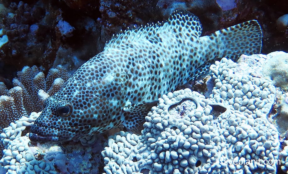 Foursaddle Rockcod (Epinephelus spilotoceps) CI
