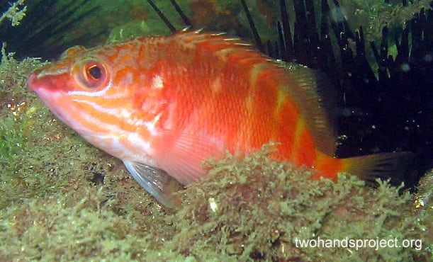 Half-banded Seaperch (Hypoplectrodes maccullochii) NSW