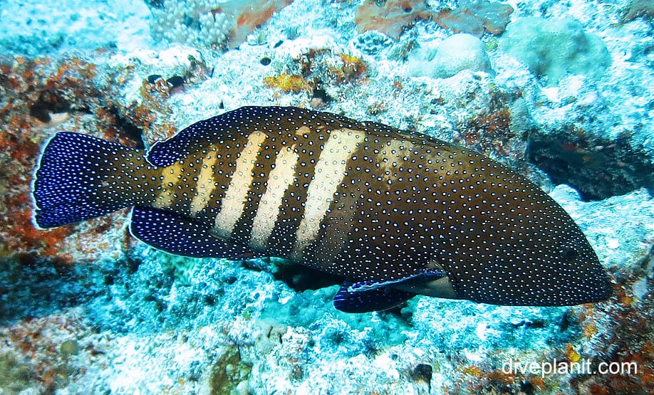 Peacock Rockcod (Cephalopholis argus) CI