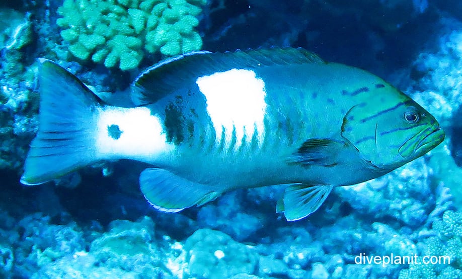 Thinspine Grouper (Gracila albomarginata) CI