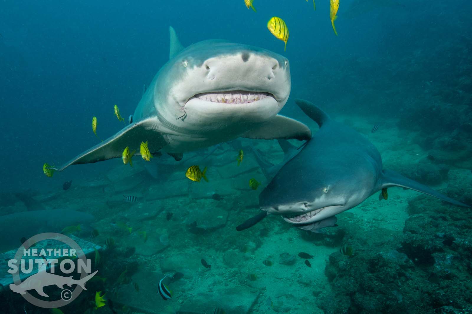 Beqa Shark Dive at The Bistro, Beqa Lagoon, Fiji Islands