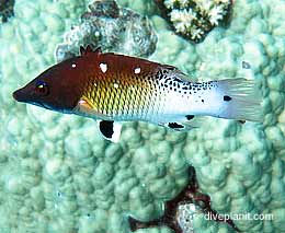 Two Bommies aka Twin Bommies Ifira Port Vila Vanuatu