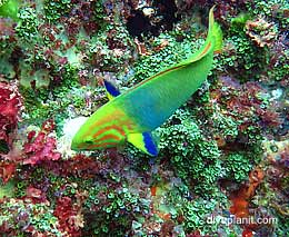 Diving Fish Rock Cave out front and the Aquarium