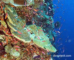 Perpendicular Wall Christmas Island in Australia’s Indian Ocean