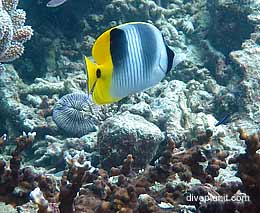Diving Norman Reef Caves dive site on the Great Barrier Reef