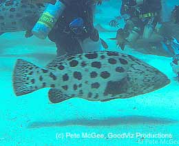 Cod Hole dive site on the Great Barrier Reef in the Coral Sea