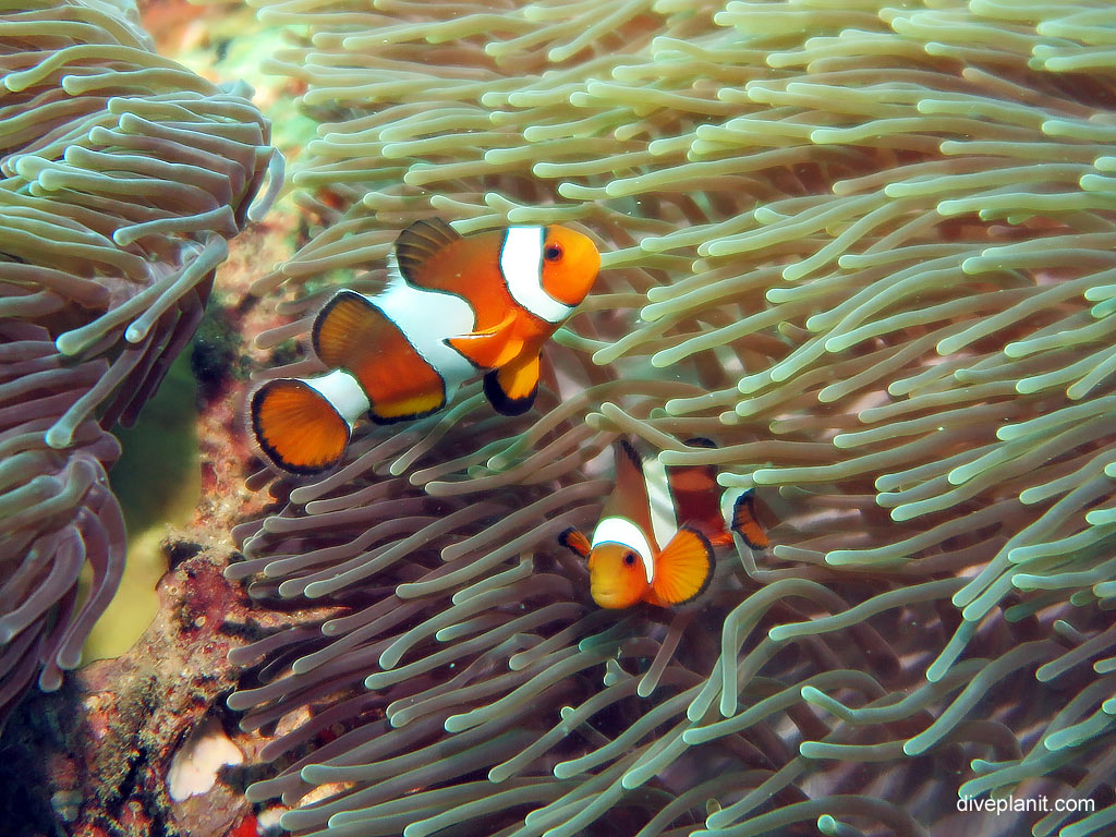 Anemone Reef, In the bay east of Phuket and northwest of Ko Phi Phi