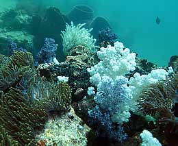 Anemone Reef, In the bay east of Phuket and northwest of Ko Phi Phi