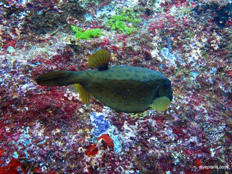 Diving Similan Islands with Sea Bees