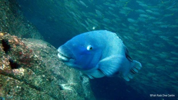 Diving Fish Rock Cave out front and the Aquarium