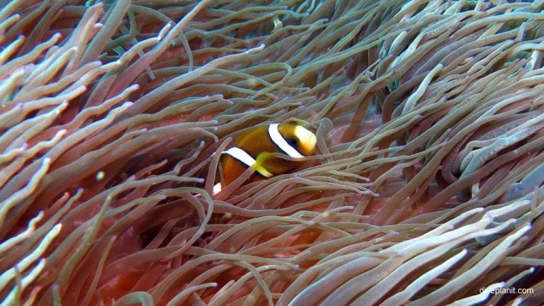 Diving South Solitary Islands, Coffs Harbour - Buchanan's Wall