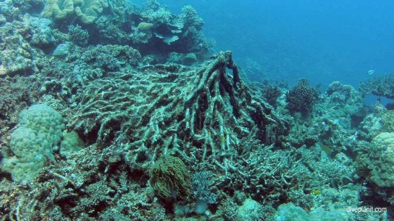 Diving Moore Reef dive sites on the Great Barrier Reef