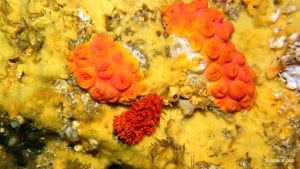 Diving Fish Rock Cave at South West Rocks