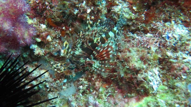Diving Fish Rock Cave at South West Rocks