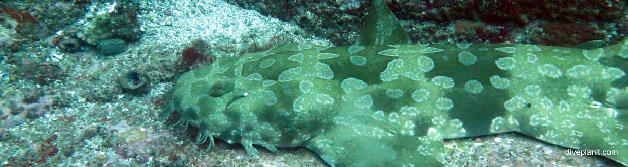 Wobbegong: part of Australia's biodiverse marine life