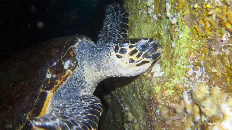 Diving Fish Rock Cave at South West Rocks