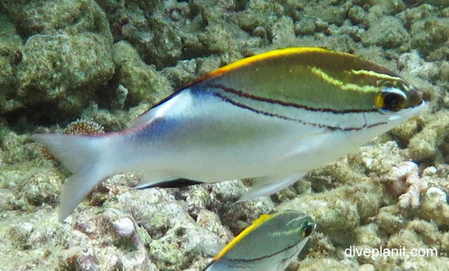 Bridled Monocle Bream (Scolopsis bilineatus) GBR