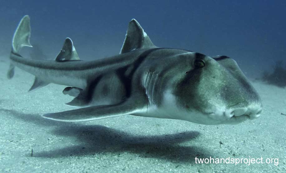 Port Jackson Shark (Heterodontus portusjacksoni) NSW
