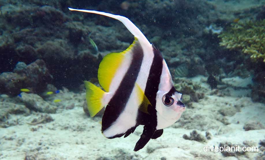 Longfin Bannerfish (Heniochus acuminatus) UPI
