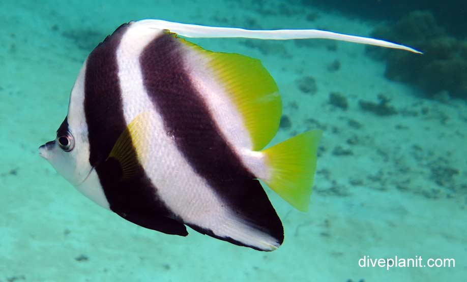 Longfin Bannerfish (Heniochus acuminatus) UPI