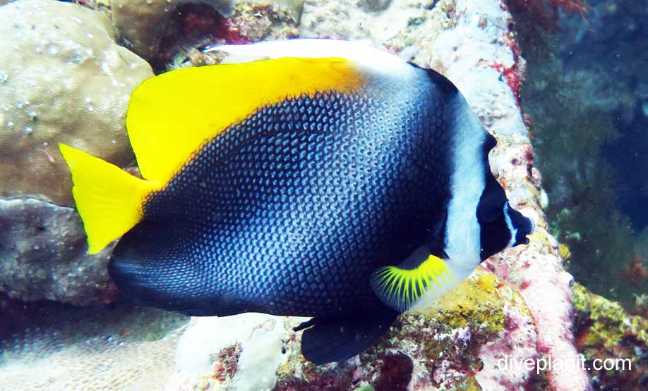 Singular Bannerfish (Heniochus singularis) BAL