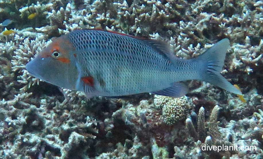 Sweetlip Emperor (Lethrinus miniatus) LEI