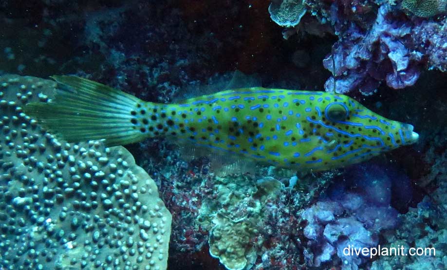 Scribbled Leatherjacket (Aluterus scriptus) THL