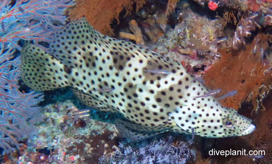 Barramundi Cod (Chromileptes altivelis) UPI
