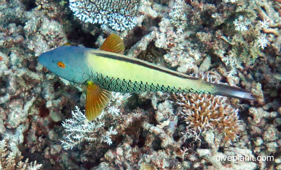 Spotted Parrotfish (Cetoscarus oscelltus) GBR